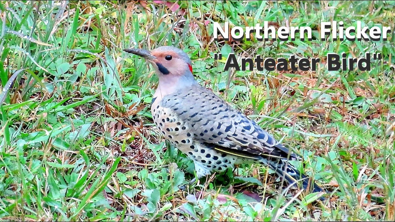 Northern Flicker Woodpecker Mini Documentary Youtube