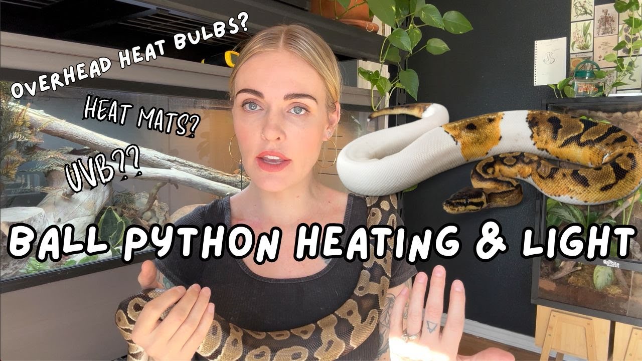 Ball Python Heating And Lighting Housepetscare