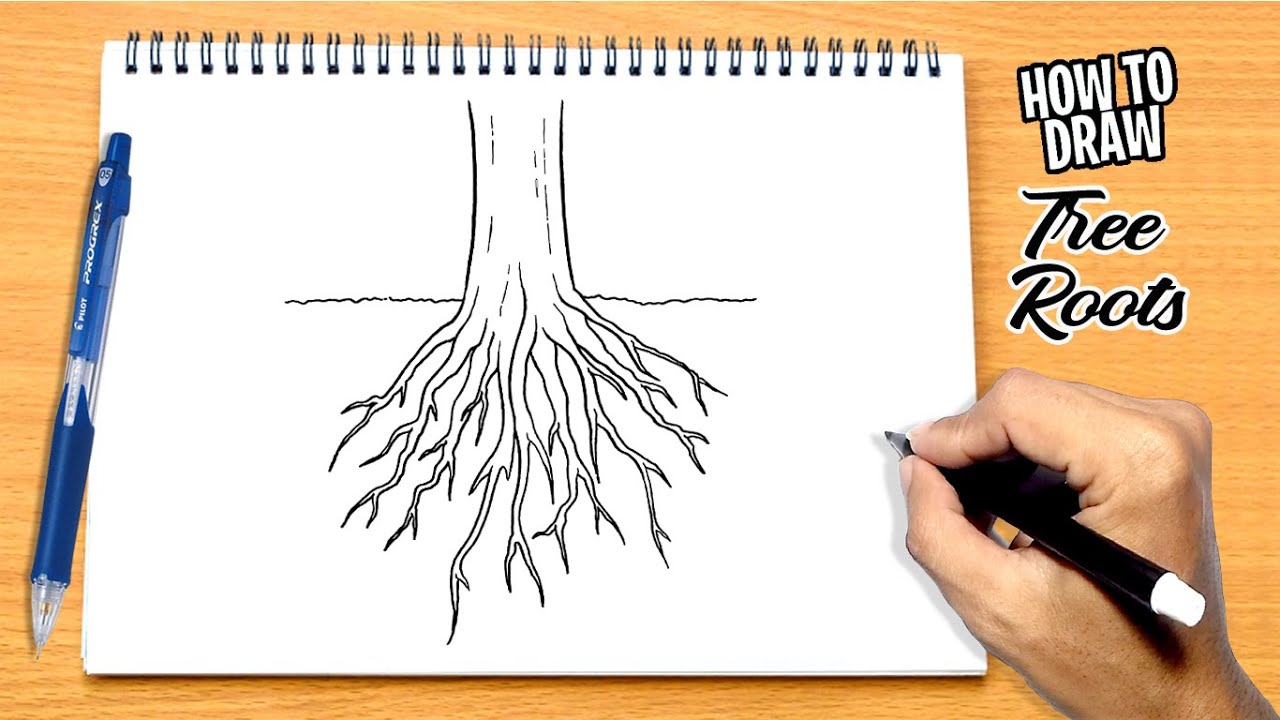 Drawings Of Trees With Roots 20 Easy Tree Drawing Ideas
