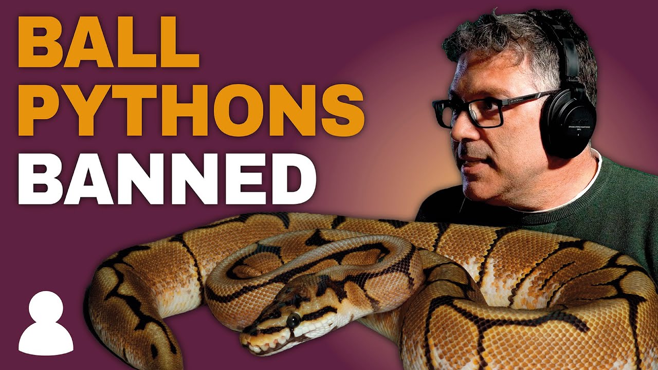 Ball Pythons Banned Worse To Come Youtube