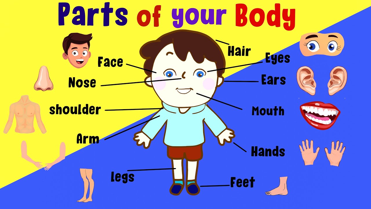 Parts Of The Body For Kids Activities