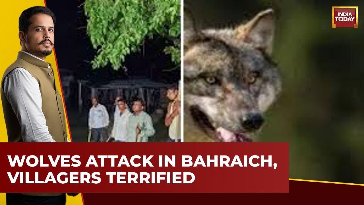 Wolves Turn Man Eaters In Bahraich Villagers Live In Fear India