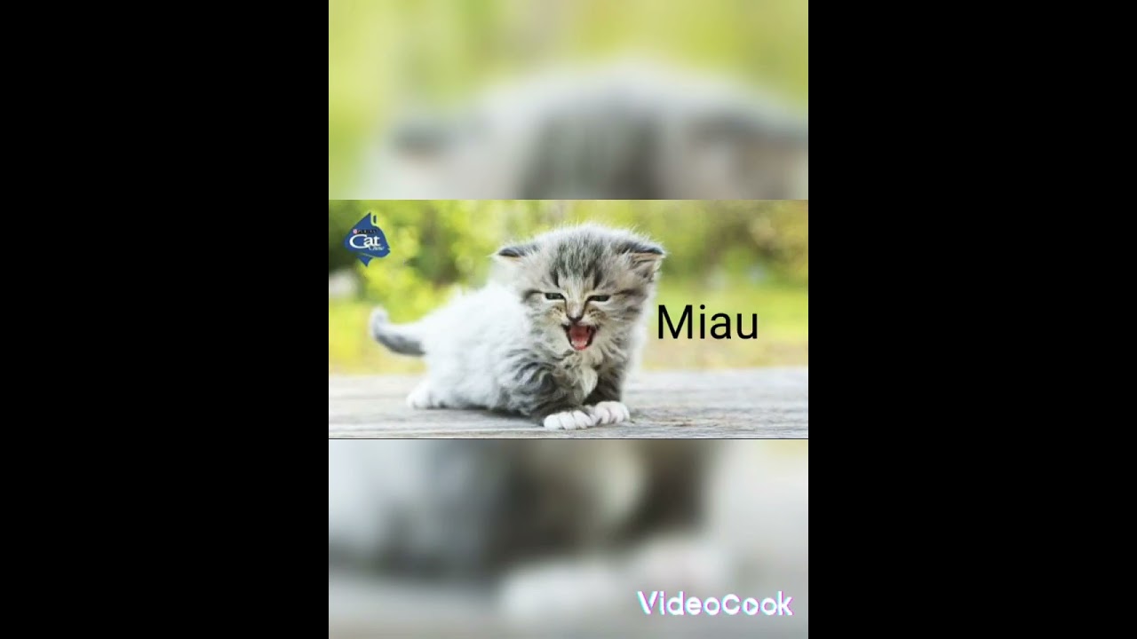 Gatito Miau Youtube