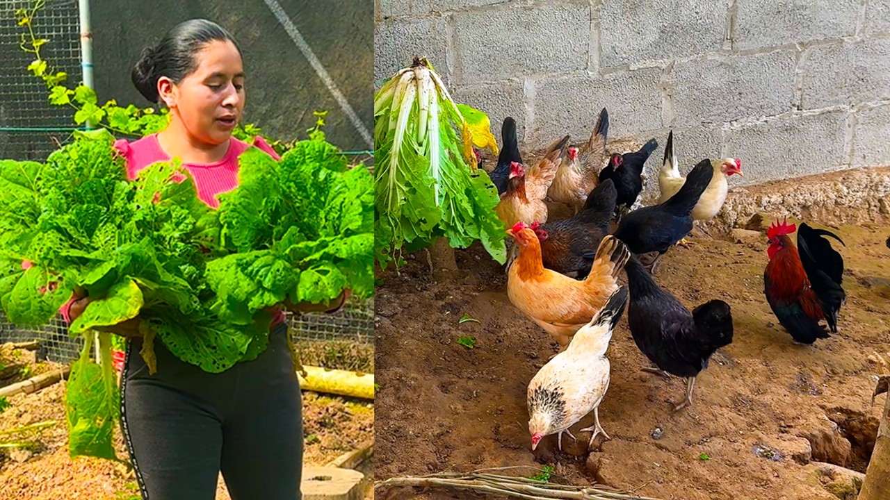 Con Estas Verduras Mis Gallinas Ponen Huevos Sin Parar Doña Viky