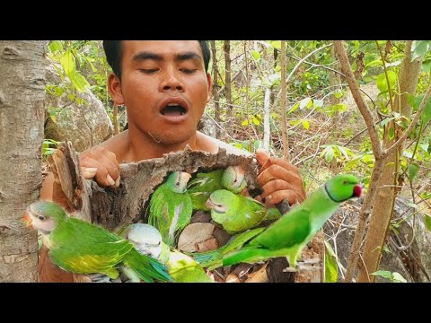 Dig Snails Dig Parrot Nests In The Ground Youtube