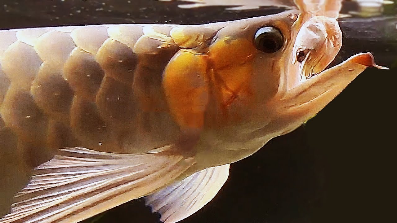 Monster Fish Feeding Youtube