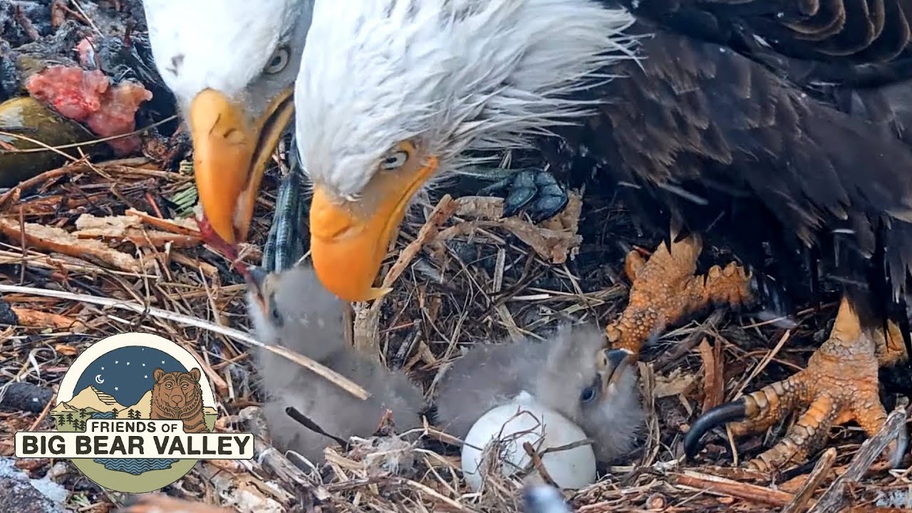 Big Bear Bald Eagle Live Nest Cam 1 Youtube
