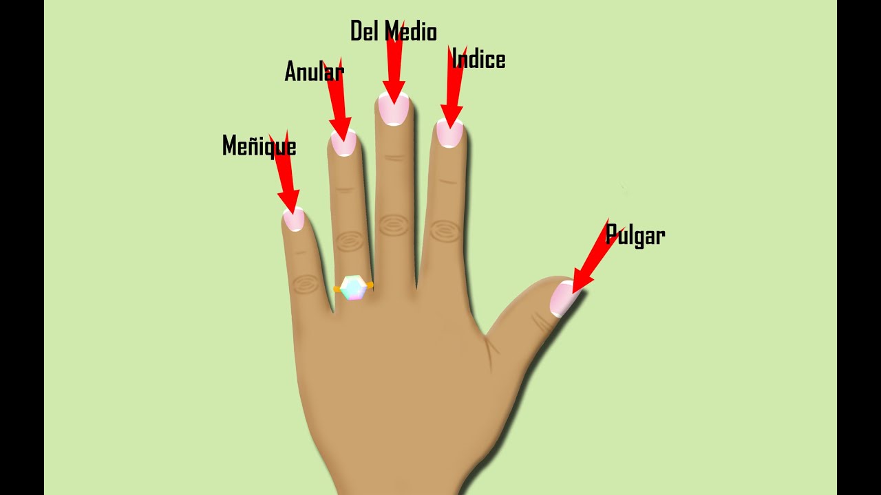 Los Dedos Y Sus Nombres Para Niños Youtube