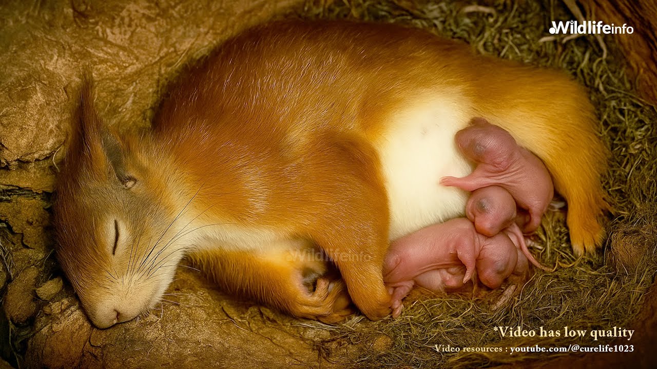 New Life Begins Squirrel Gives Birth On Camera Youtube