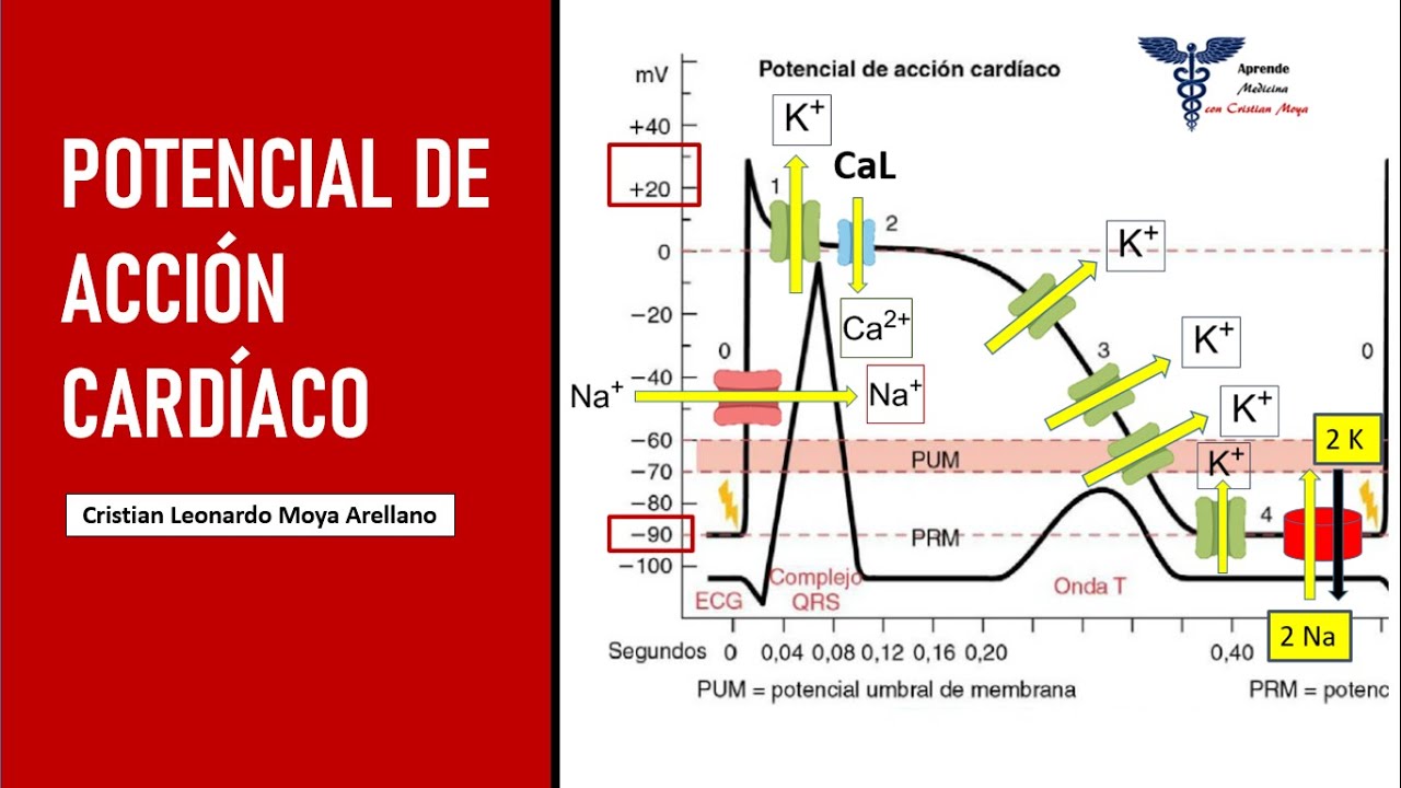 Grafico De Potencial De Acao