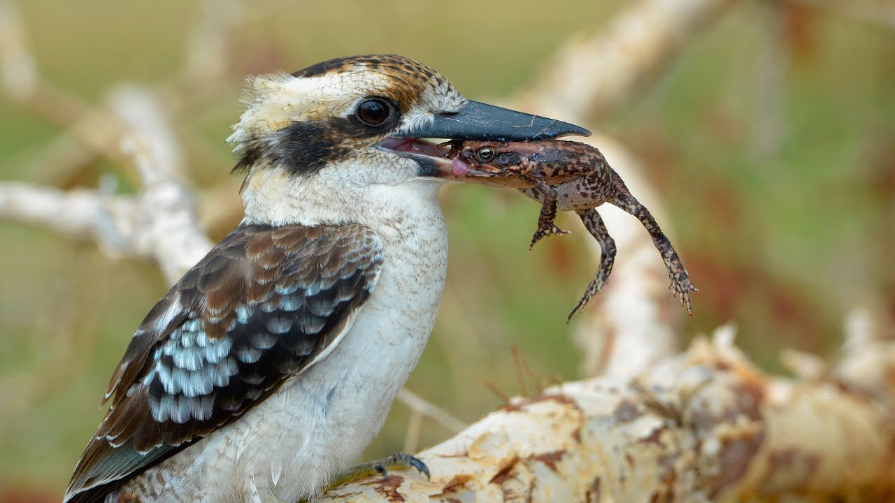 Laughing Kookaburra Birds Kookaburra Call Noise Kookaburras Sound