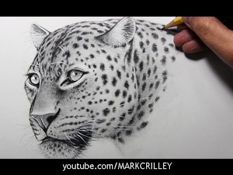 Drawing Time Lapse Leopard Youtube