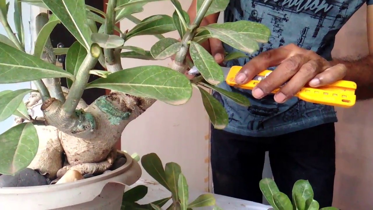 How To Prune Desert Rose Adenium Easily Youtube