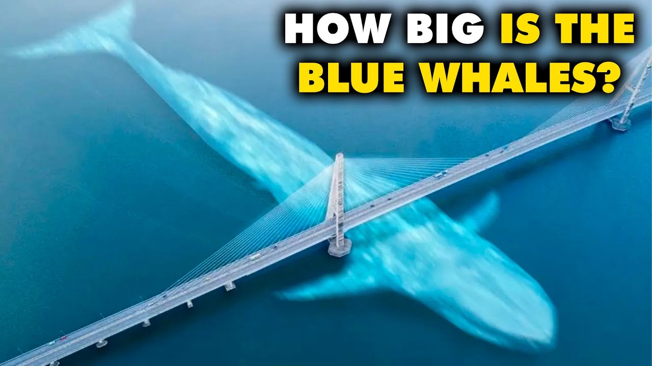 Interesting Facts Behind The Blue Whales Massive Size True Facts