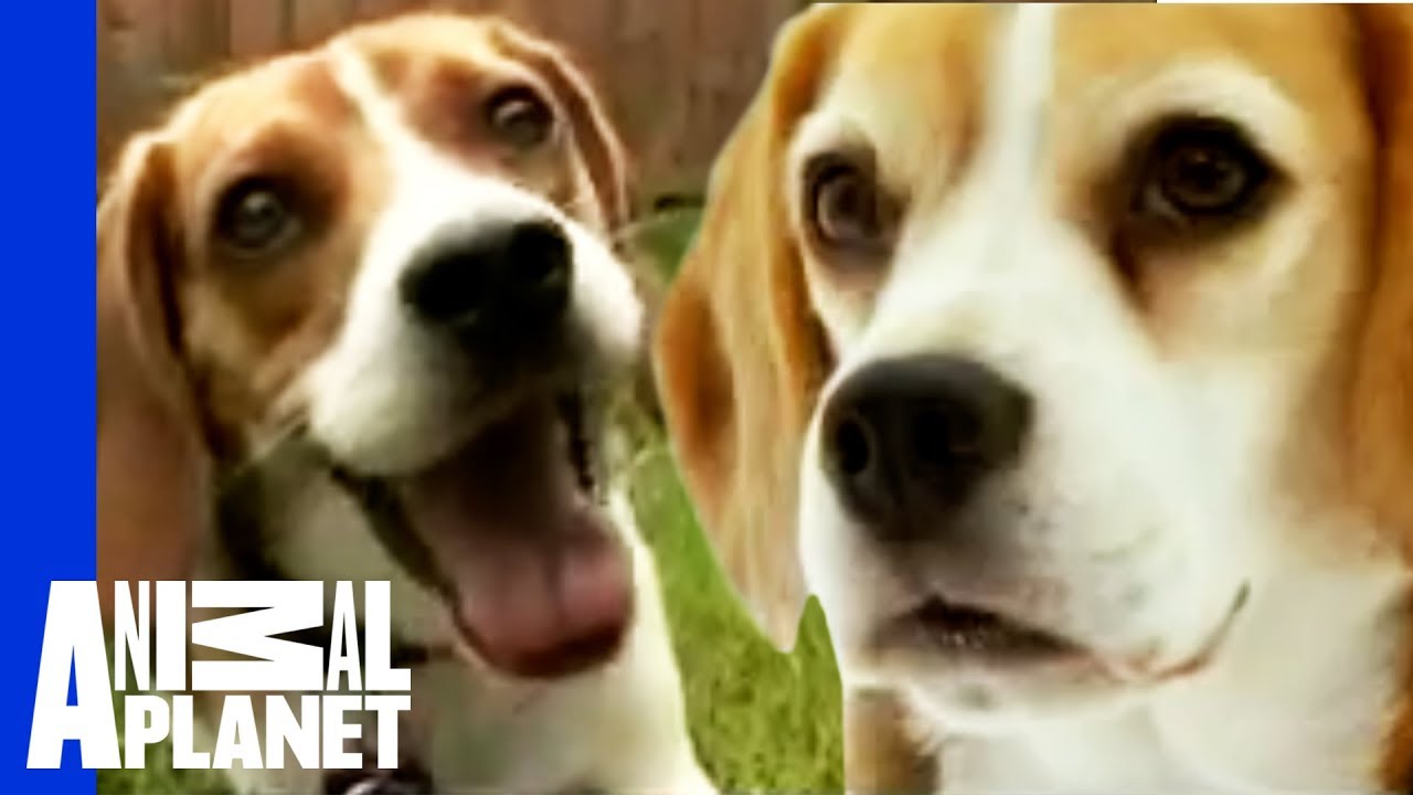 The Beloved Hound The Beagle Dogs 101 Youtube
