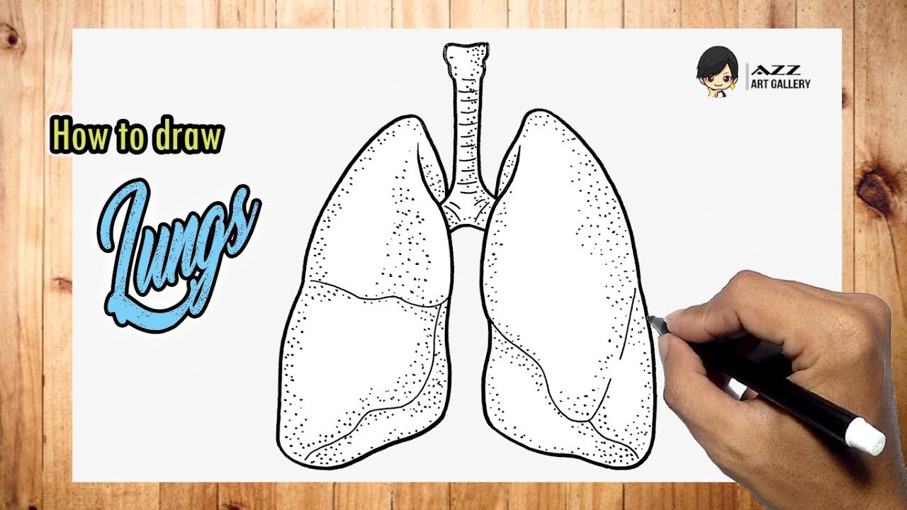 How To Draw Human Lungs Step By Step