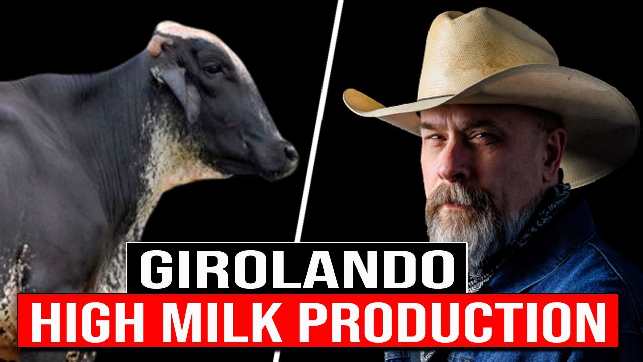 рџ ґ7 Advantages Of The Girolando Cattle Breed рџґ Biggest Bulls And Cows