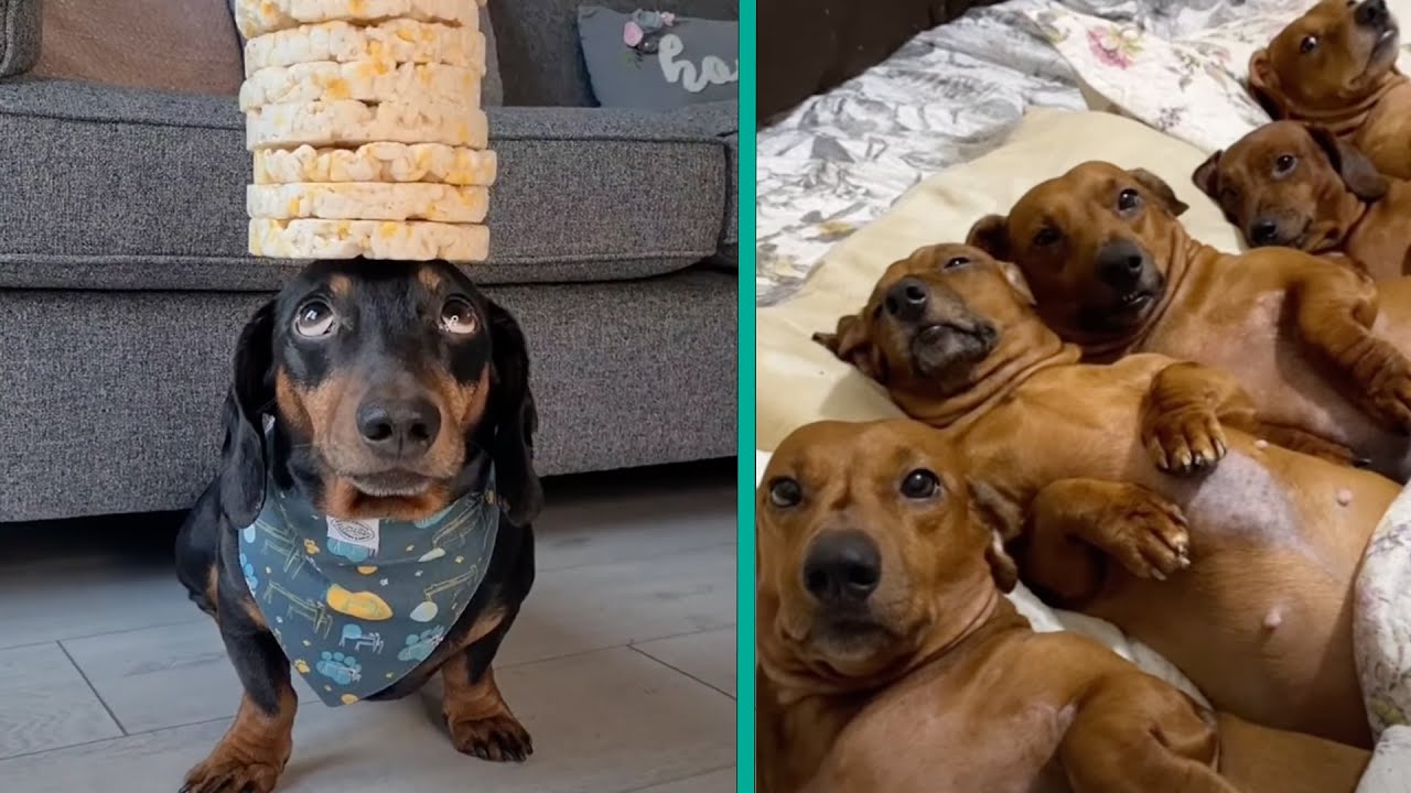 The Funniest Dachshund Moments 2023 A Hilarious Compilation For