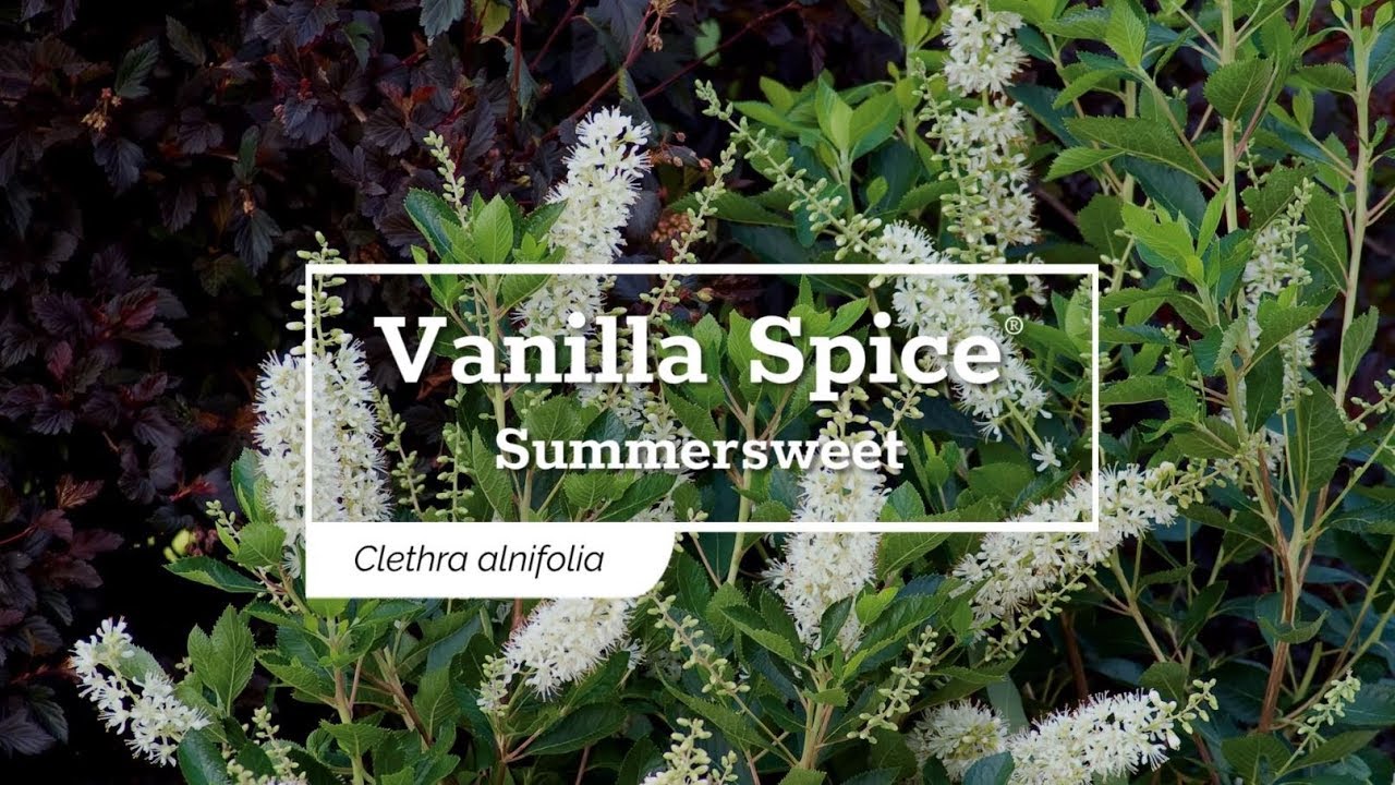 30 Seconds With Vanilla Spice Summersweet Youtube