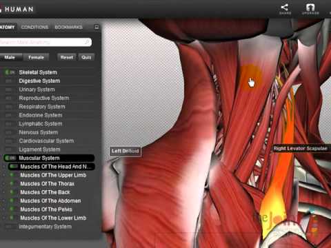 Biodigital Human Review Youtube
