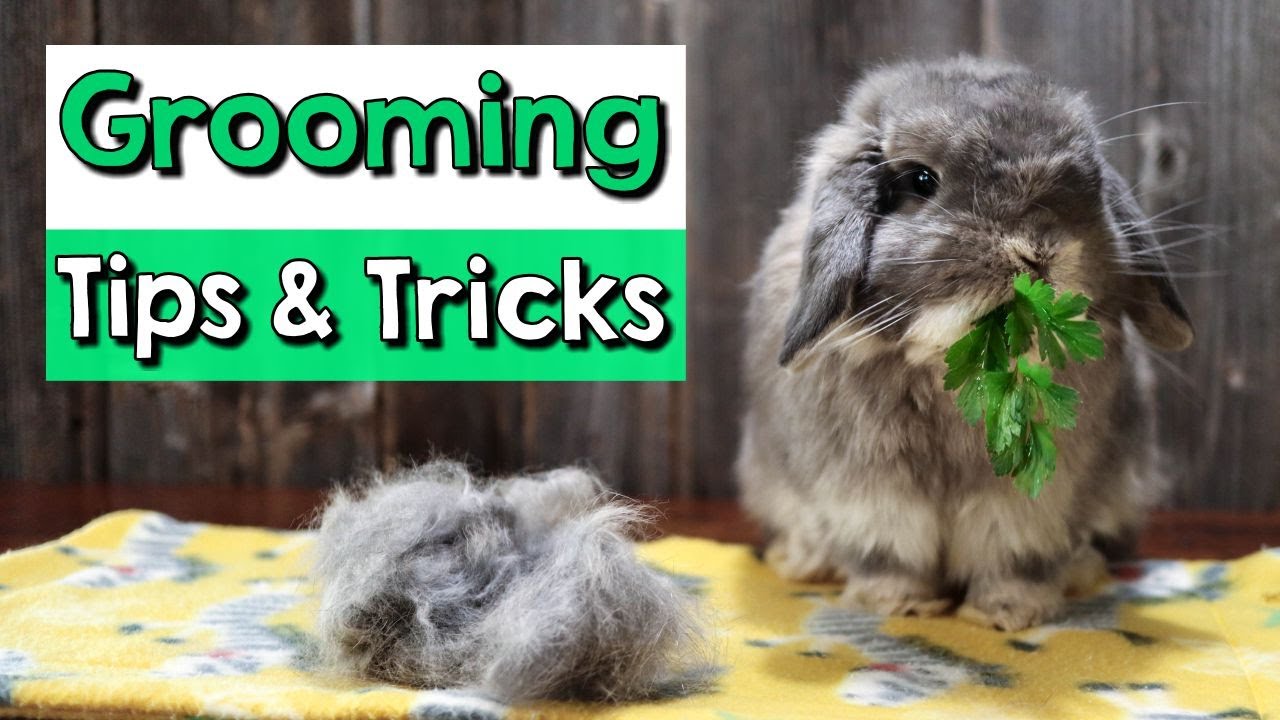 Rabbit Grooming Tips Tricks Housepetscare