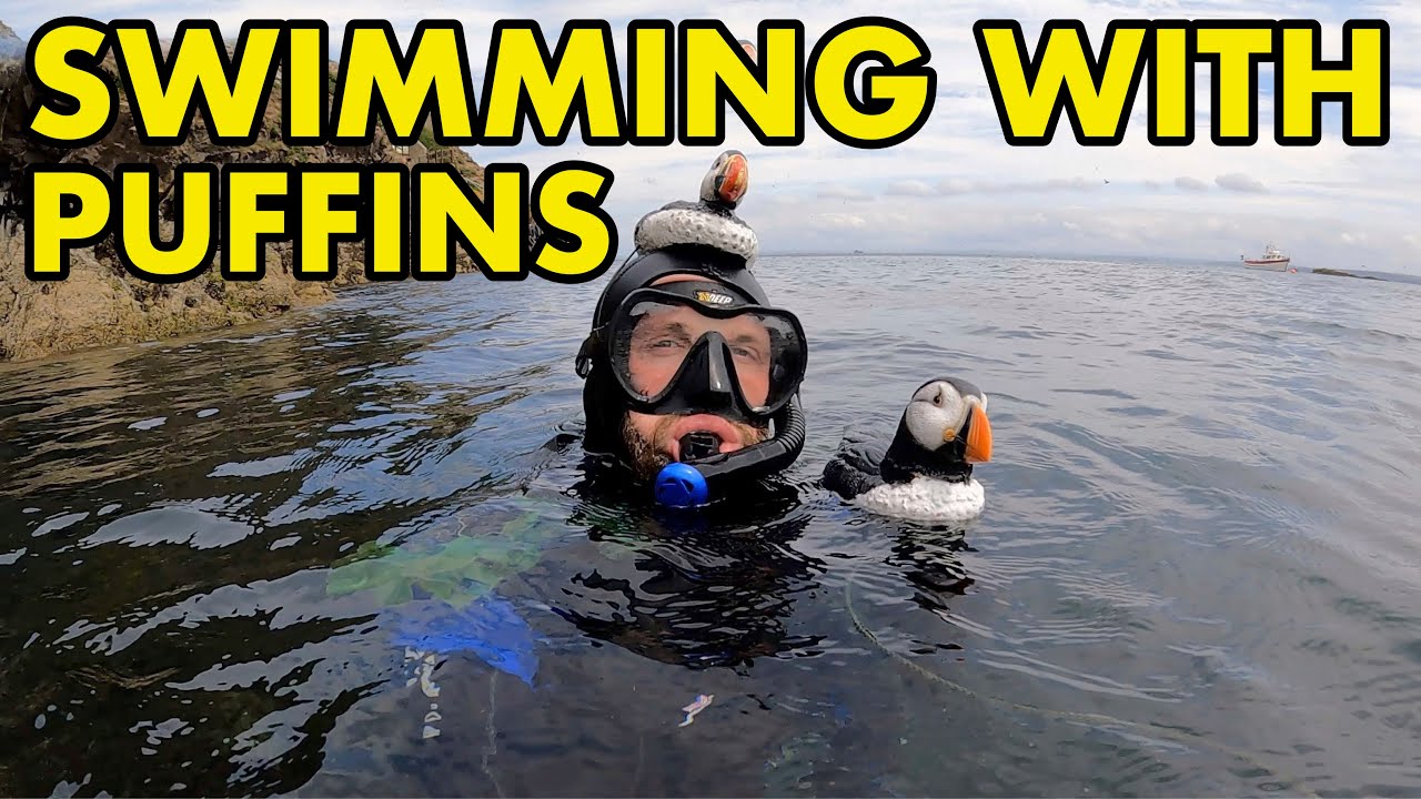 Swimming With Puffins Uk Youtube
