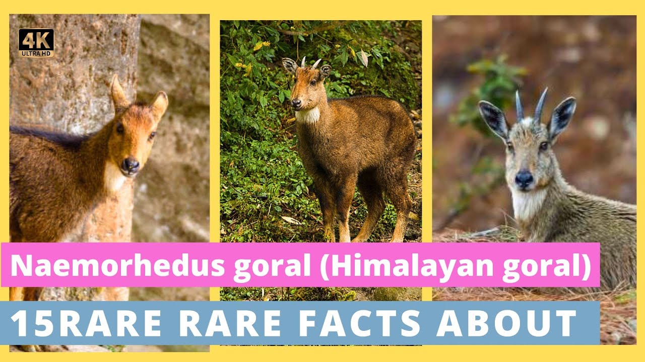 15 Fascinating Facts About Himalayan Gorals Wildlife Documentary