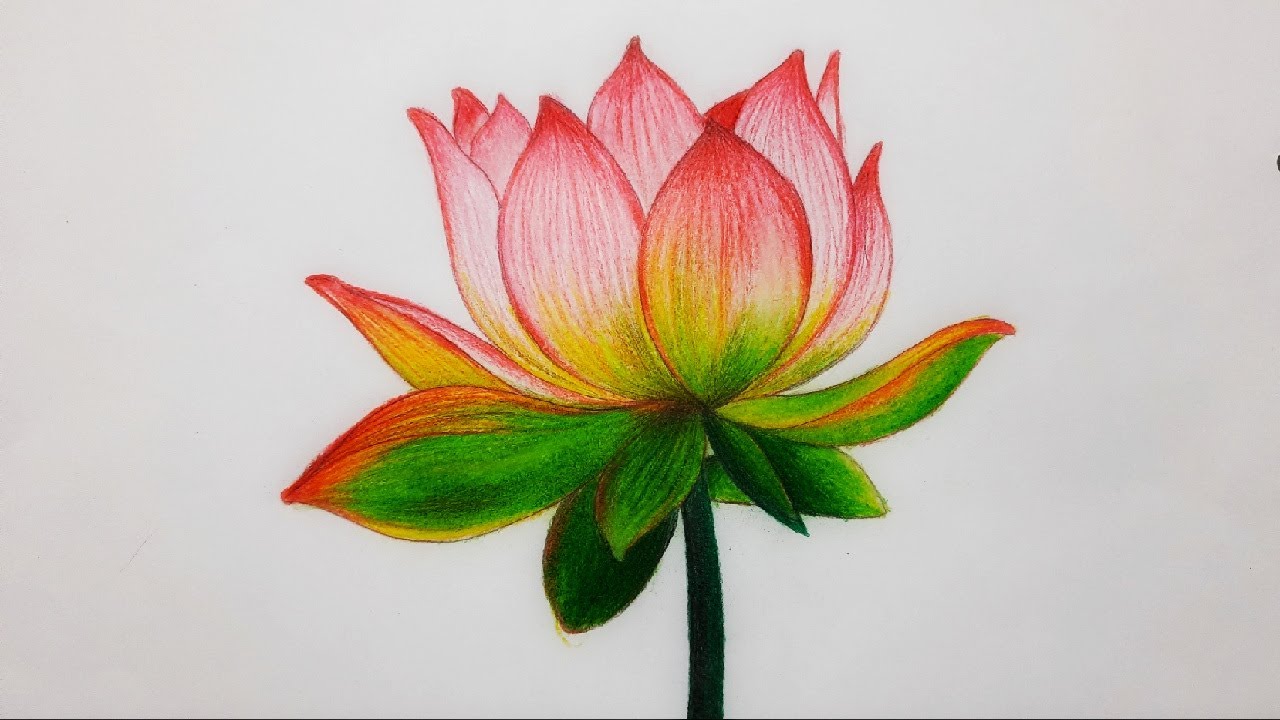 How To Shade A Lotus Flower Best Flower Site
