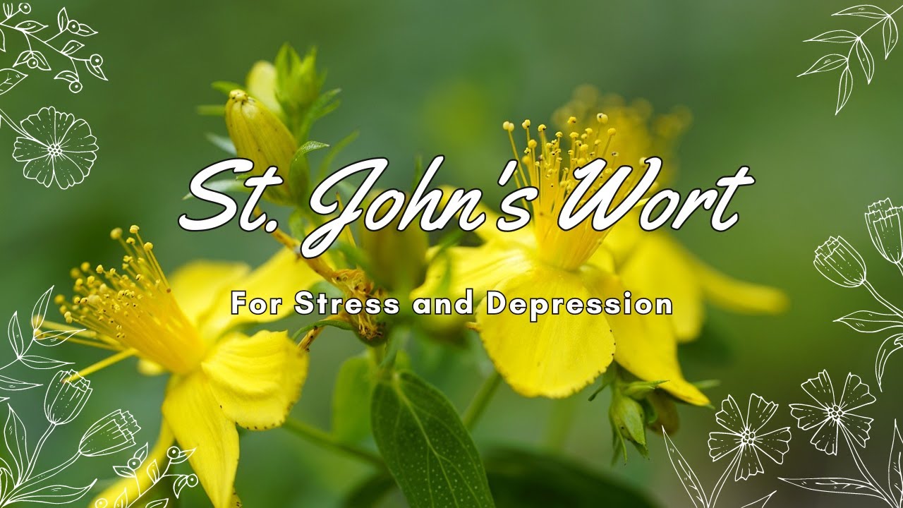 Can St John Wort Worsen Depression At Ruth Tolbert Blog