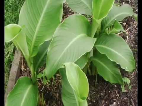 Queensland Arrowroot Youtube