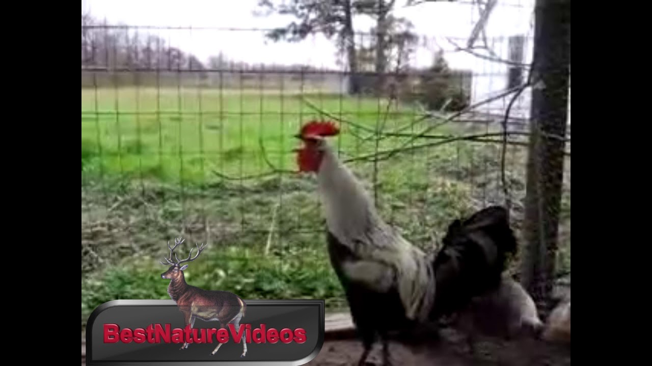 Rooster Crowing Funny Youtube