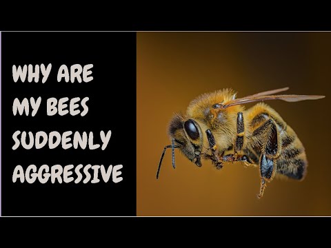 What Makes Honey Bees Aggressive