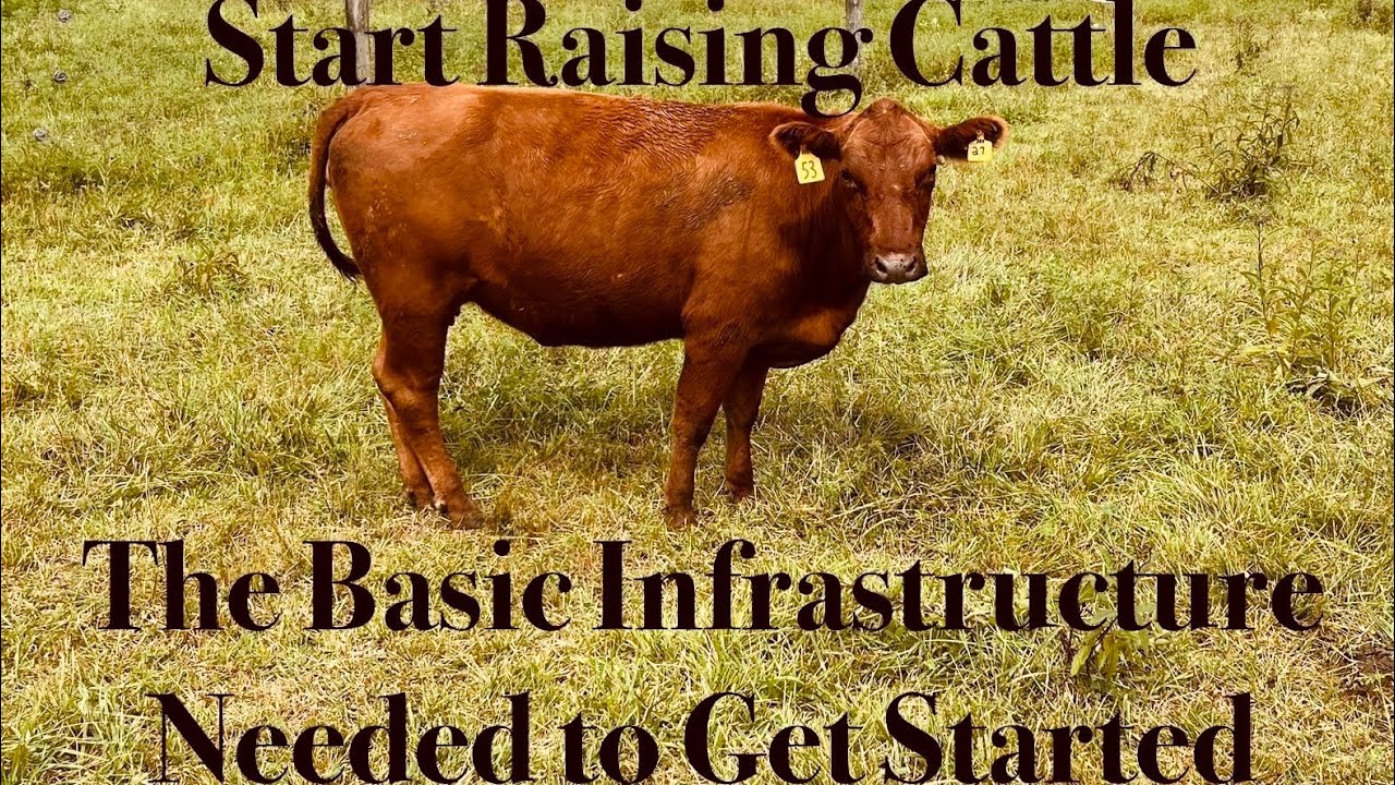 Start Raising Cattle Basic Infrastructure Needed To Start Youtube