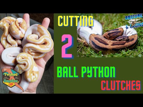 Cutting Two Ball Python Clutches Youtube