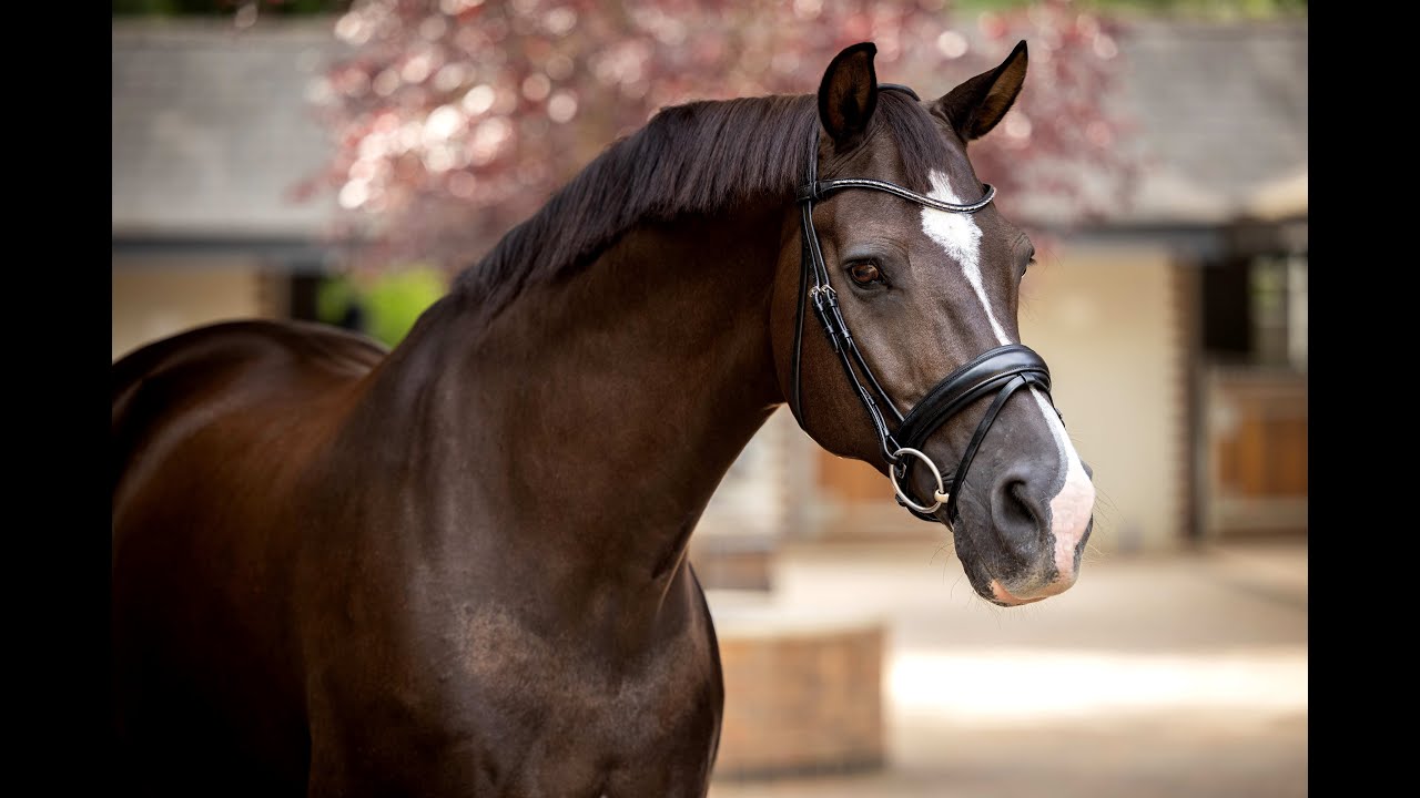 Lemieux Bridles With Valegro Youtube