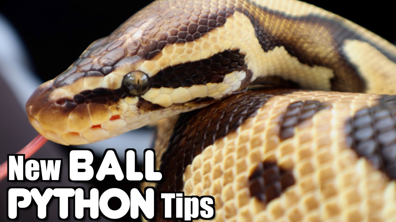 Your New Ball Python First Week Youtube