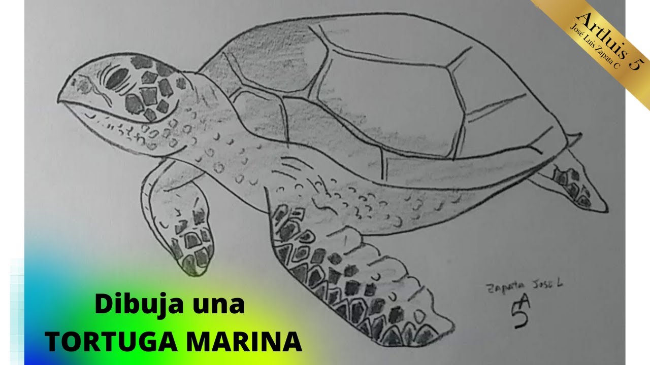Cómo Dibujar Una Tortuga Marina Realista Cómo Dibujar Una Tortuga