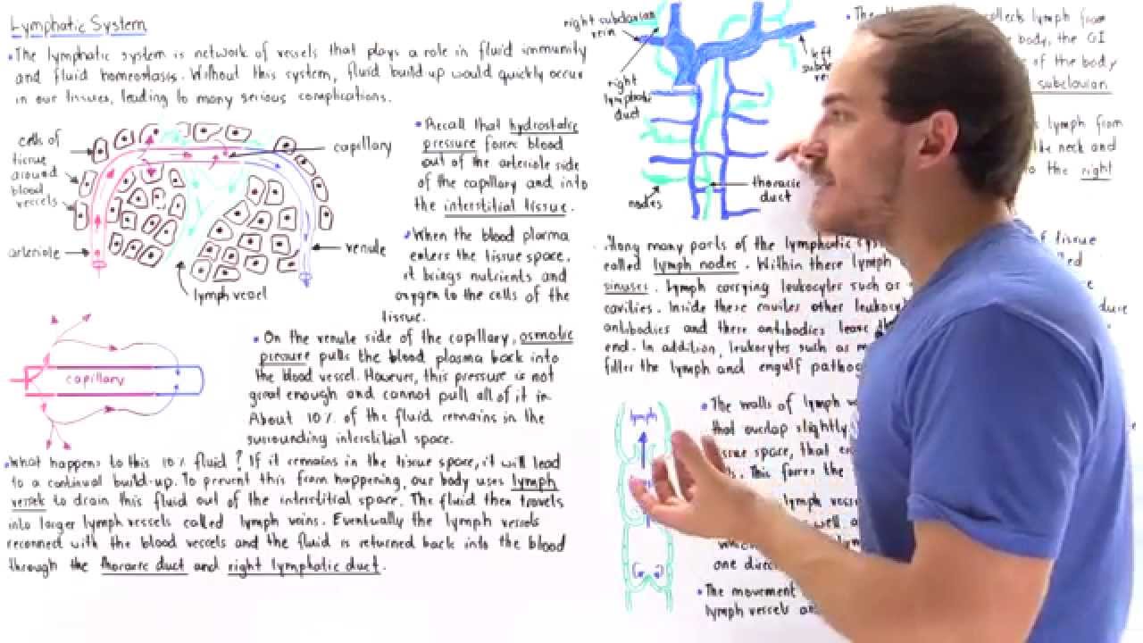The Lymphatic System Youtube