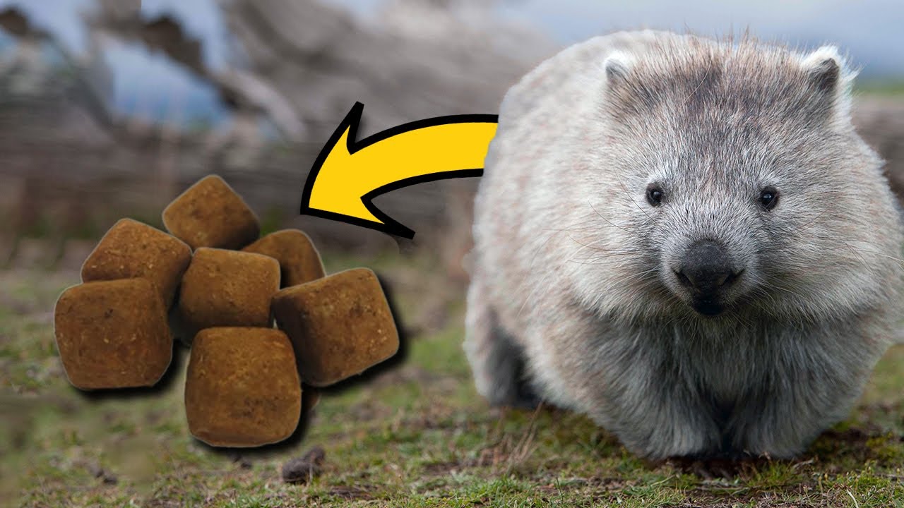 How The Wombat Poops Cubes Wombat Wonderful Facts Youtube