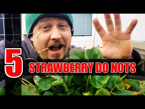 When Do Strawberry Plants Come Out Of Dormancy
