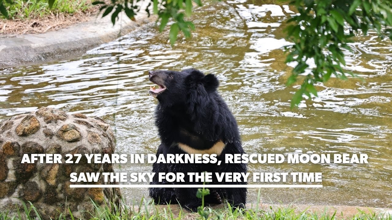 After 27 Years In Darkness Rescued Moon Bear Saw The Sky For The Very