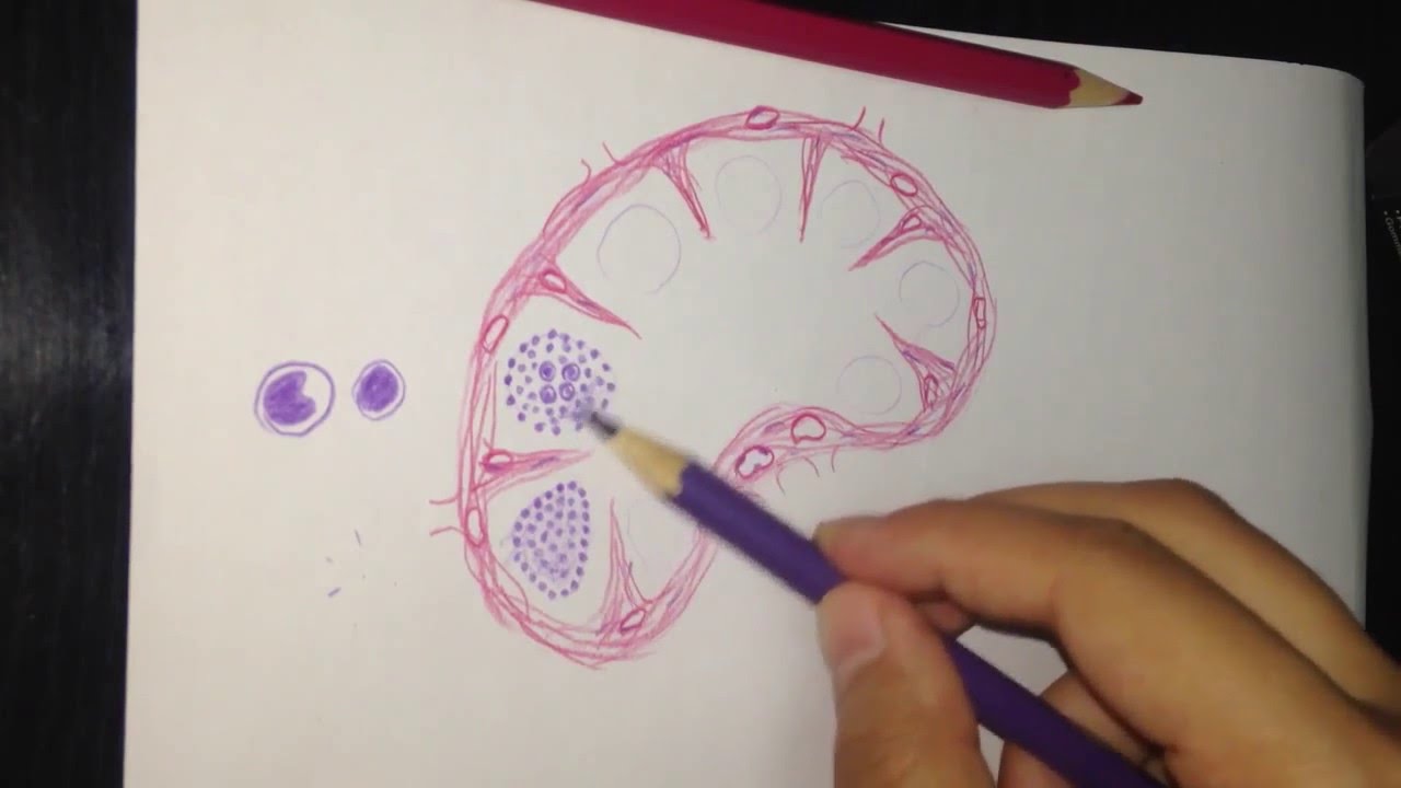 Lymph Node Histology Drawing