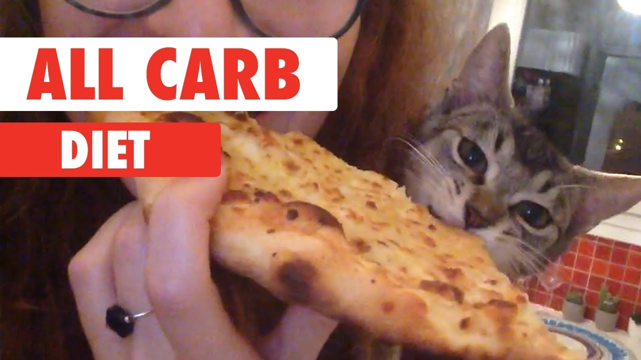 All Carb Diet Youtube