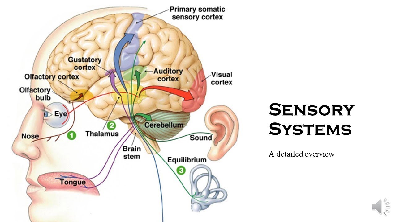 Sensory System Penn Foster Study Unit Sensory Organs Nervous System