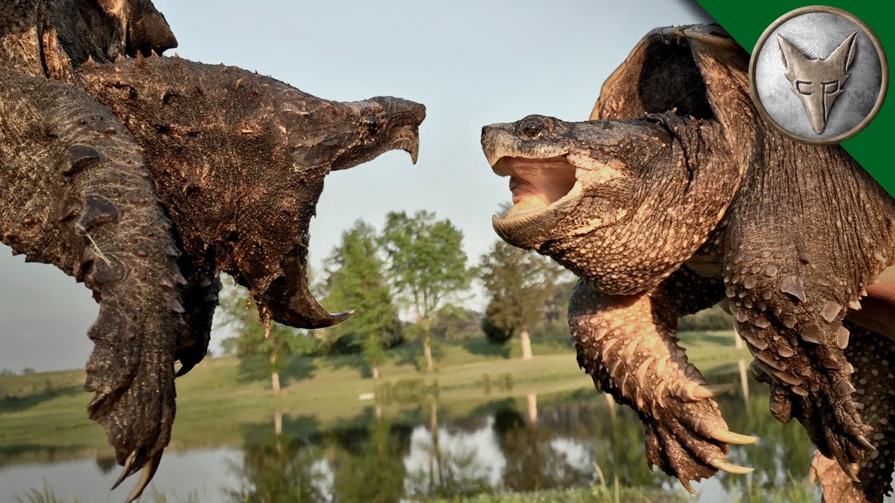 The Difference Between An Alligator Snapping Turtle Vs Common Snapping