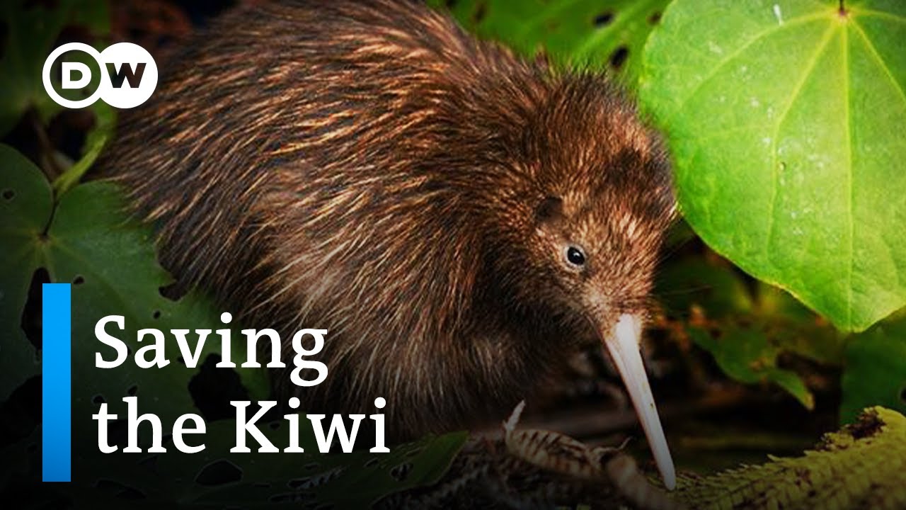 Saving The Kiwi Protecting New Zealand S National Bird Dw