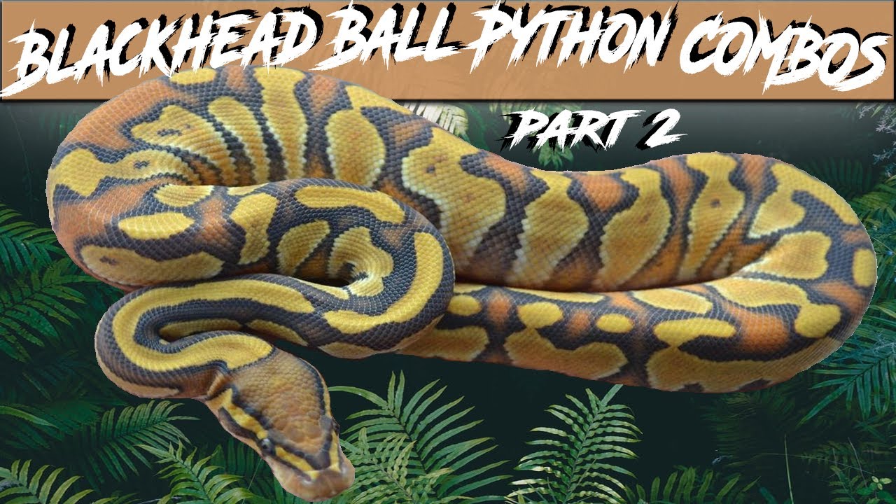 Black Head Ball Python Morph Combos Part 2 Jack S Reptiles Youtube