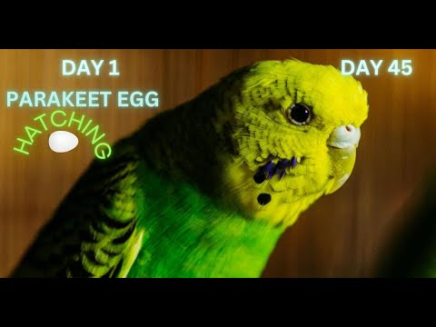 Parakeet Egg Hatching Youtube