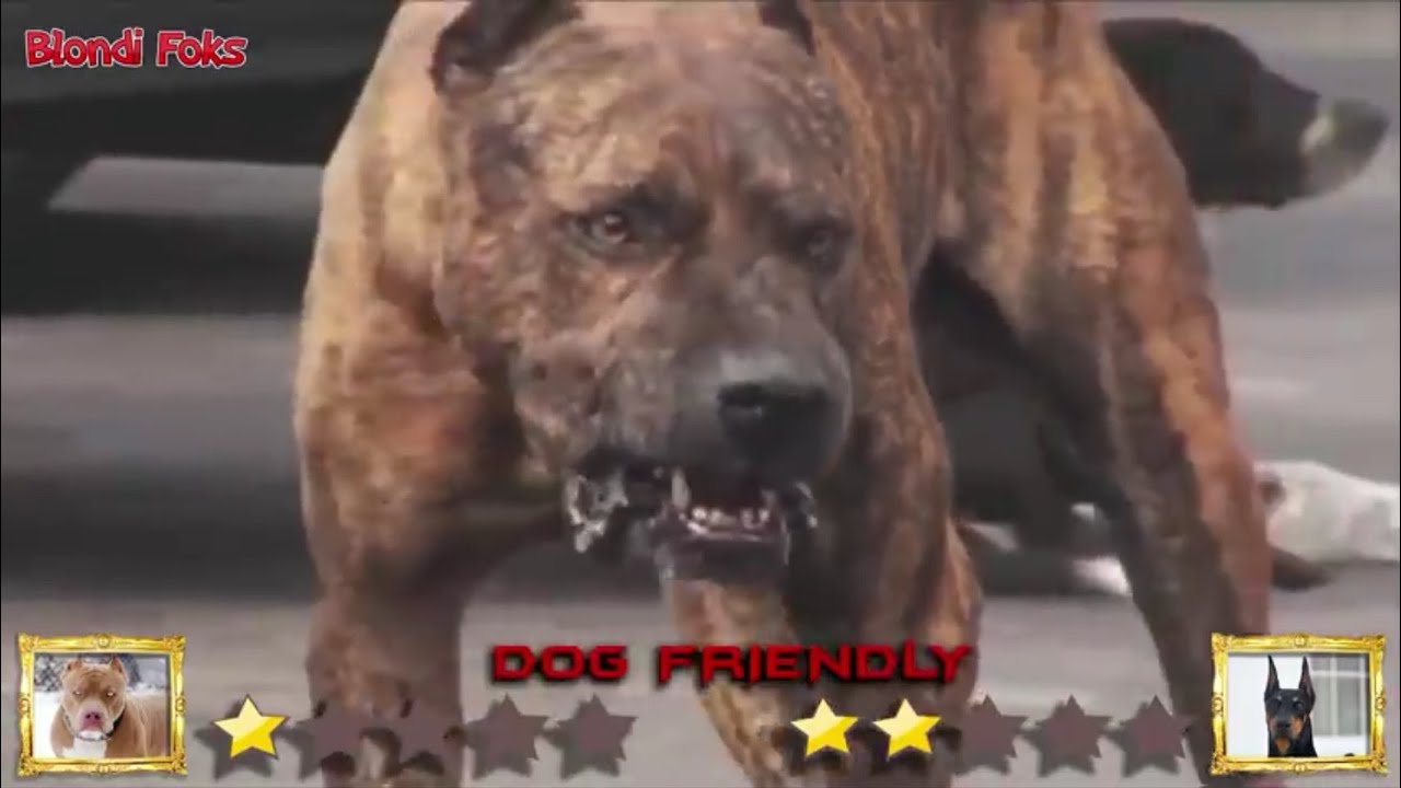 Anjing Doberman Vs Anjing Pitbull Youtube