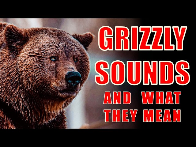 Black Bear Low Growl Sound